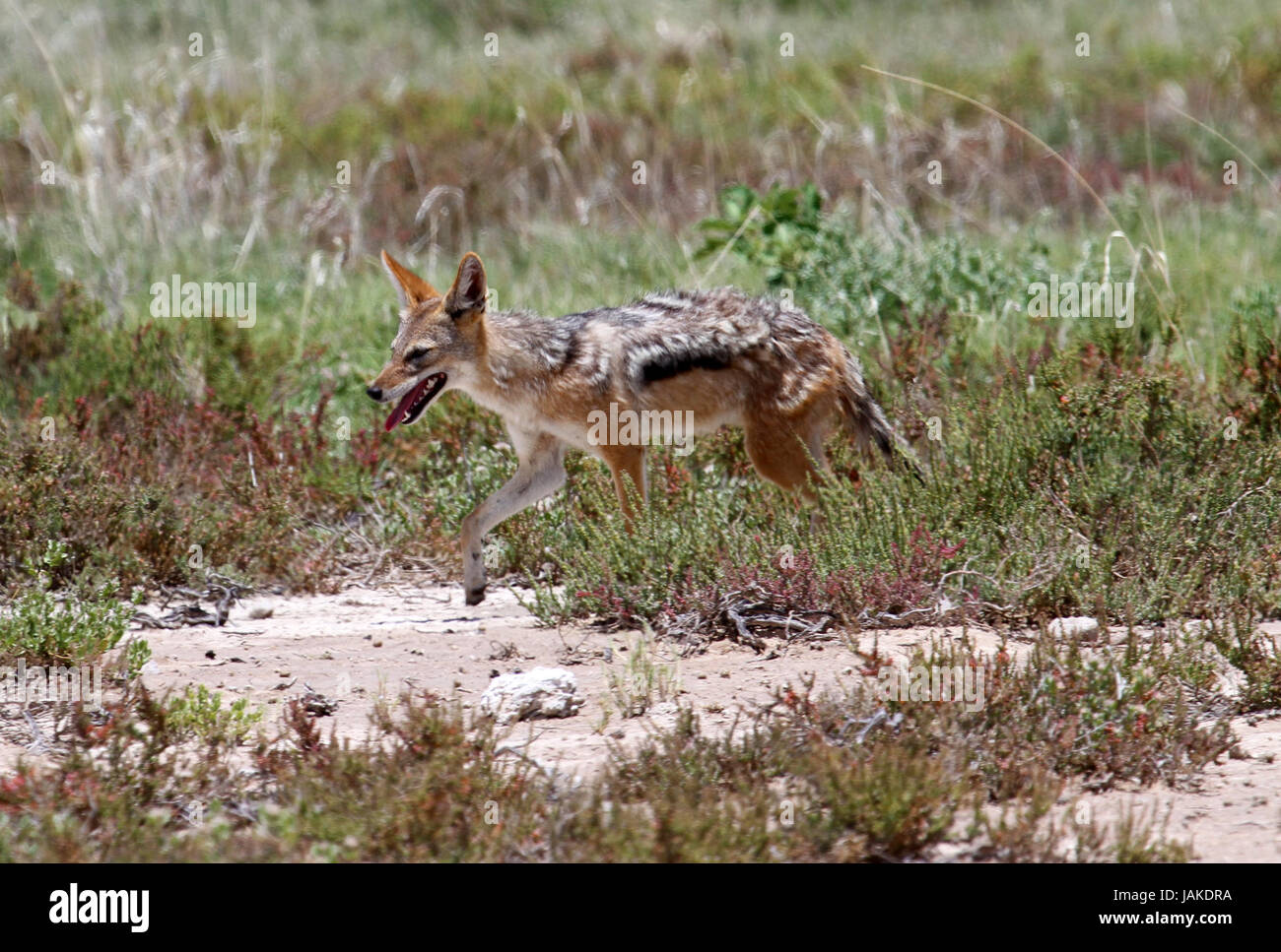 Dingo cross hi-res stock photography and images - Alamy