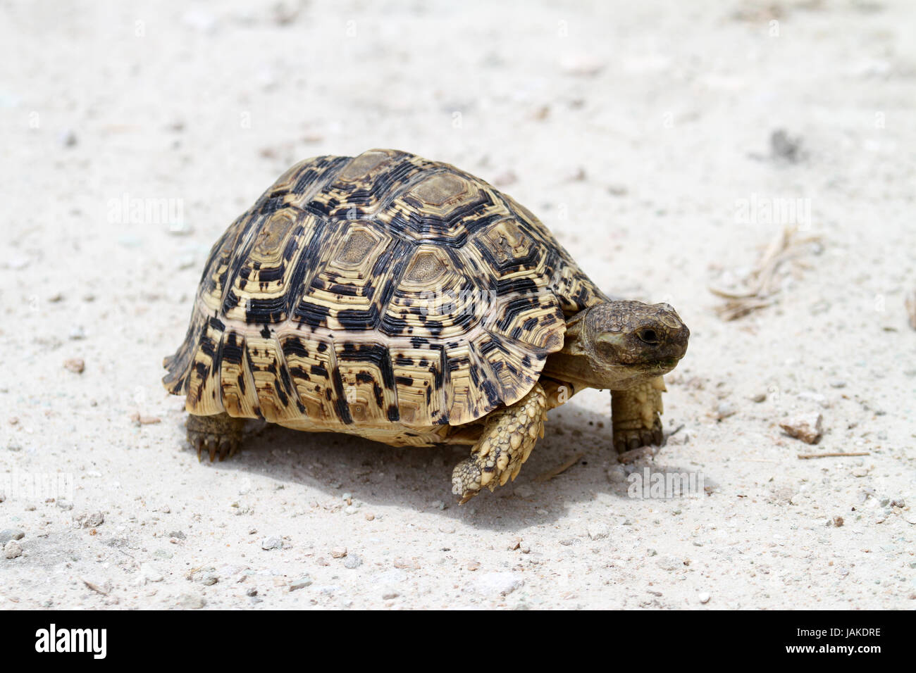 Mauritius giant tortoise beach hi-res stock photography and images - Alamy