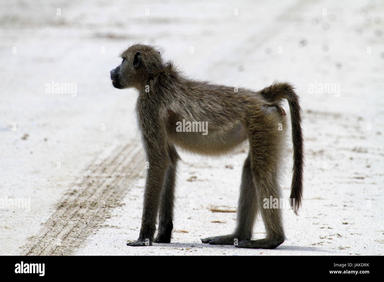 Short hair monkeys hi-res stock photography and images - Alamy
