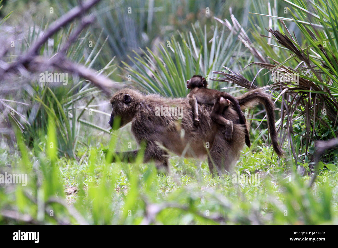 Short hair monkeys hi-res stock photography and images - Alamy