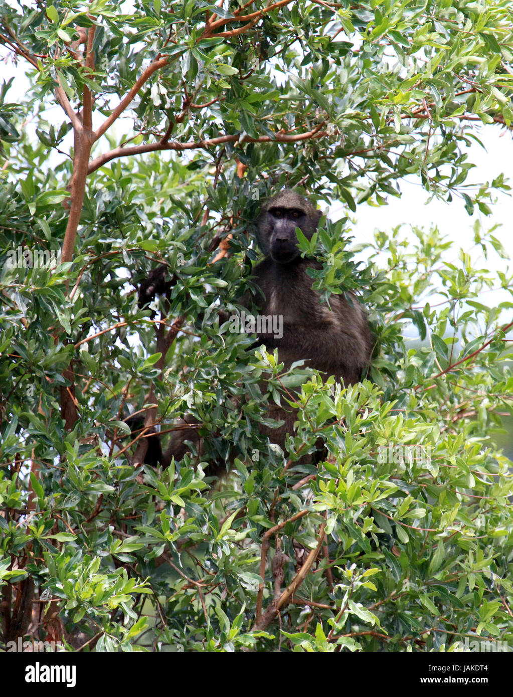 Short hair monkeys hi-res stock photography and images - Alamy
