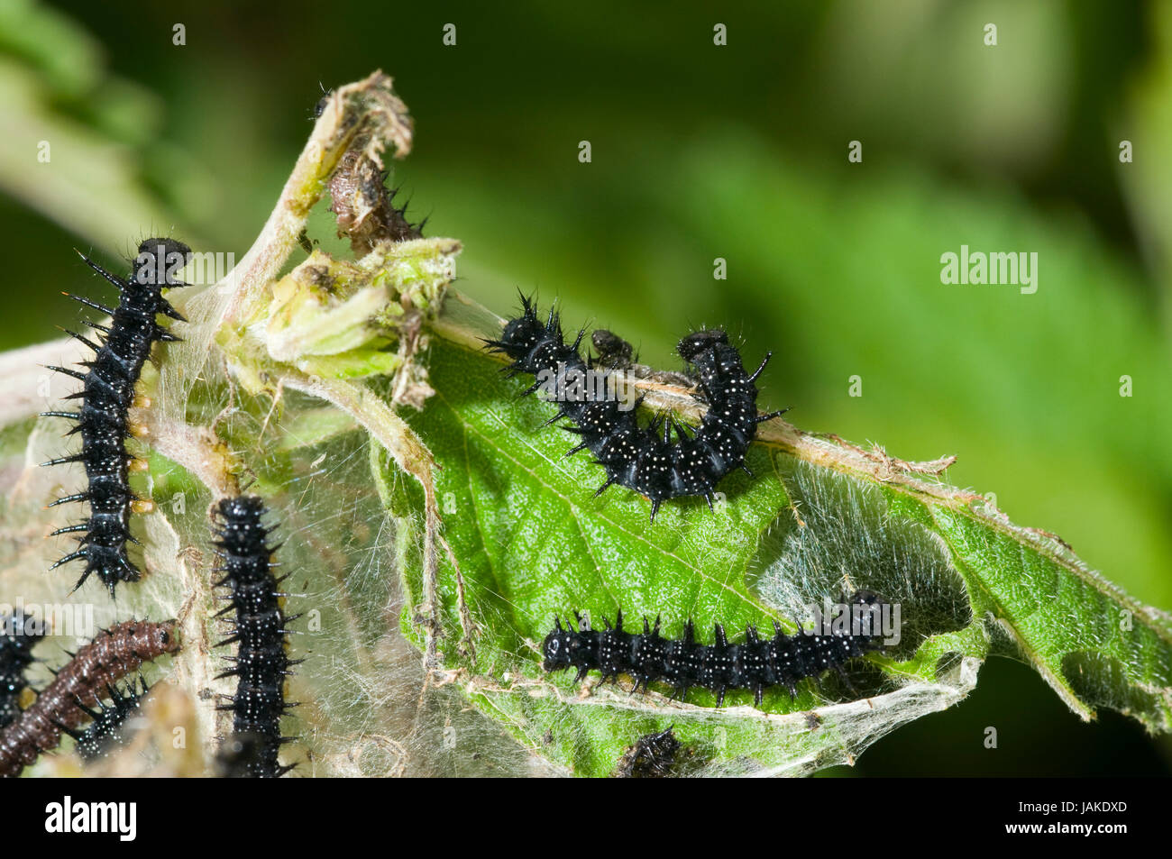 Raupenformig hi-res stock photography and images - Alamy