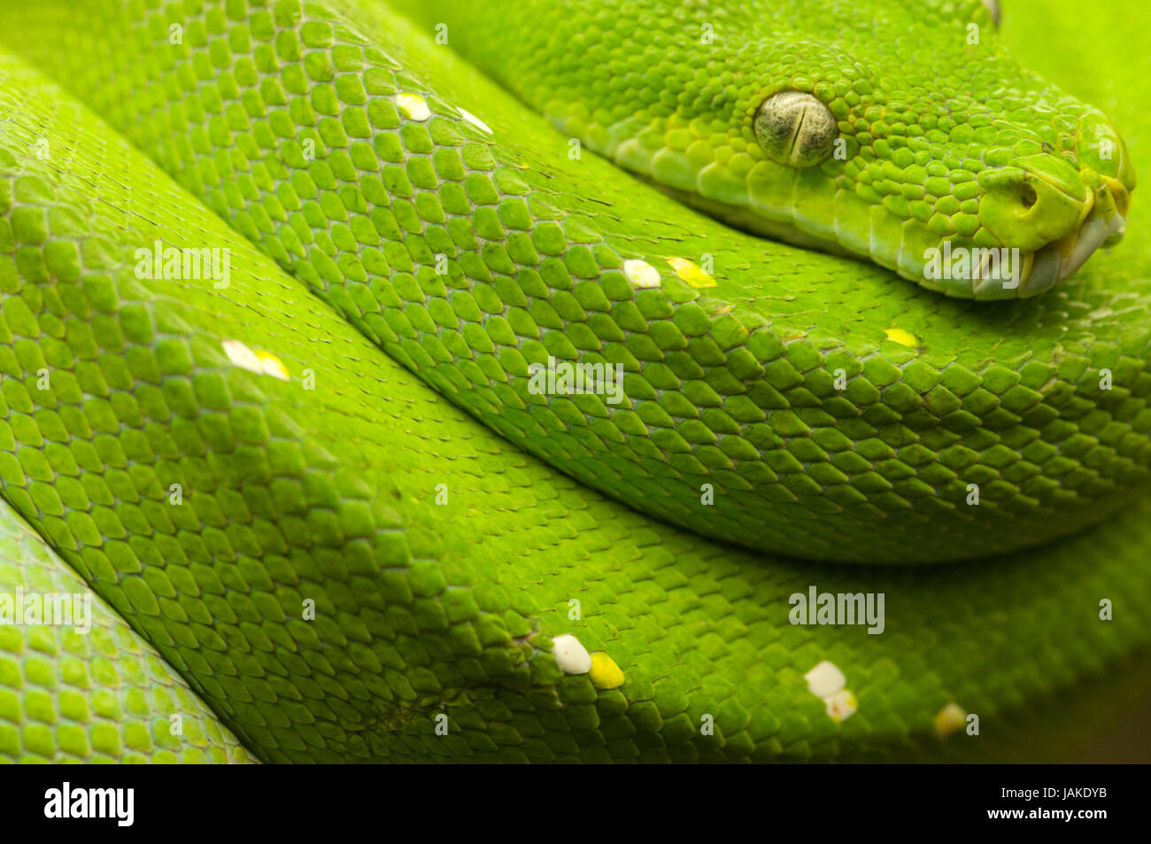 Nahaufnahme einer Grüner Baumpython (Morelia viridis) in Ruhestellung ...