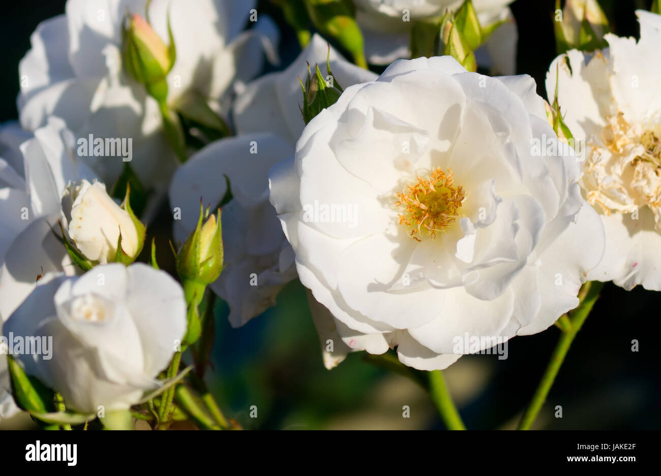 detail of a white climbing rose at sunset Stock Photo - Alamy