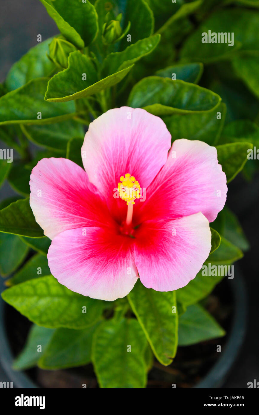 Five Petal Red Rose High Resolution Stock Photography and Images - Alamy