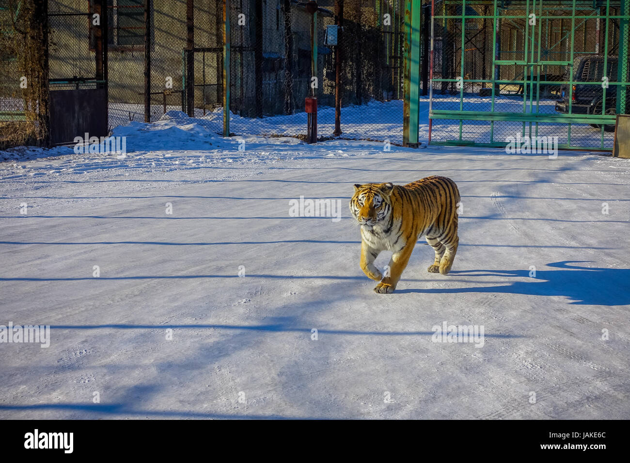 Siberian Tiger Park in Harbin, China Stock Photo - Alamy