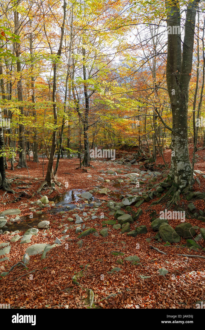 Autumn Colors, early fall color change Stock Photo - Alamy