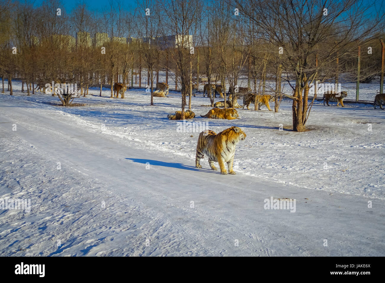 Siberian Tiger Park in Harbin, China Stock Photo - Alamy