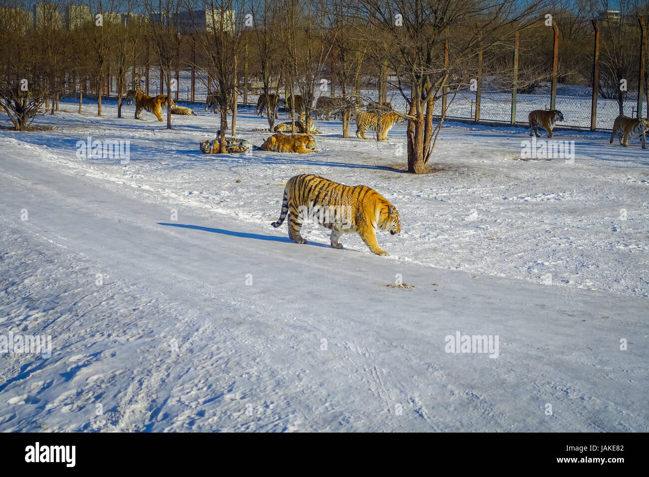 Siberian Tiger Park in Harbin, China Stock Photo - Alamy