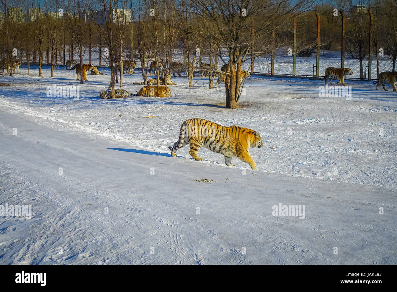 Siberian Tiger Park in Harbin, China Stock Photo - Alamy