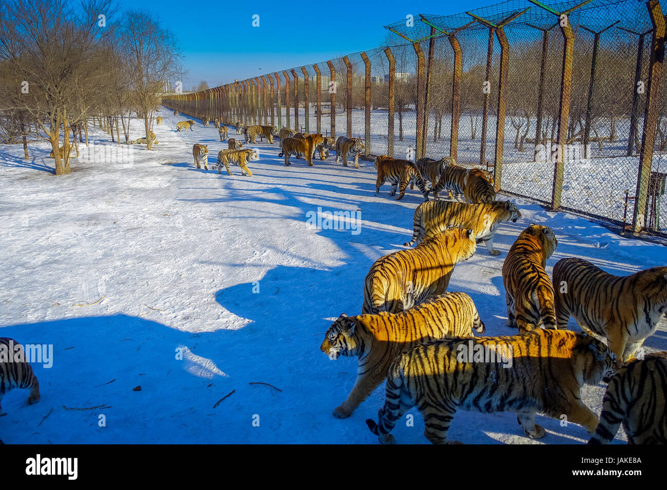 Siberian Tiger Park in Harbin, China Stock Photo - Alamy