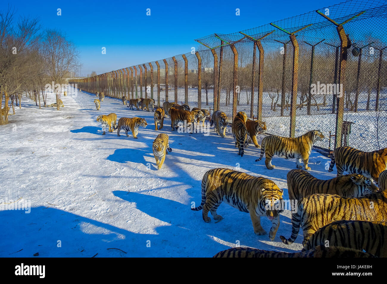 Siberian Tiger Park in Harbin, China Stock Photo - Alamy