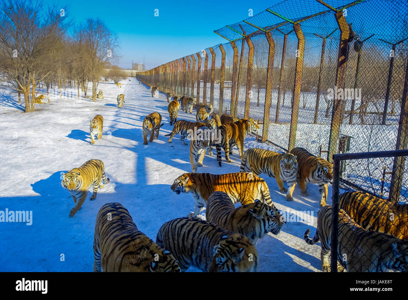 Siberian Tiger Park in Harbin, China Stock Photo - Alamy