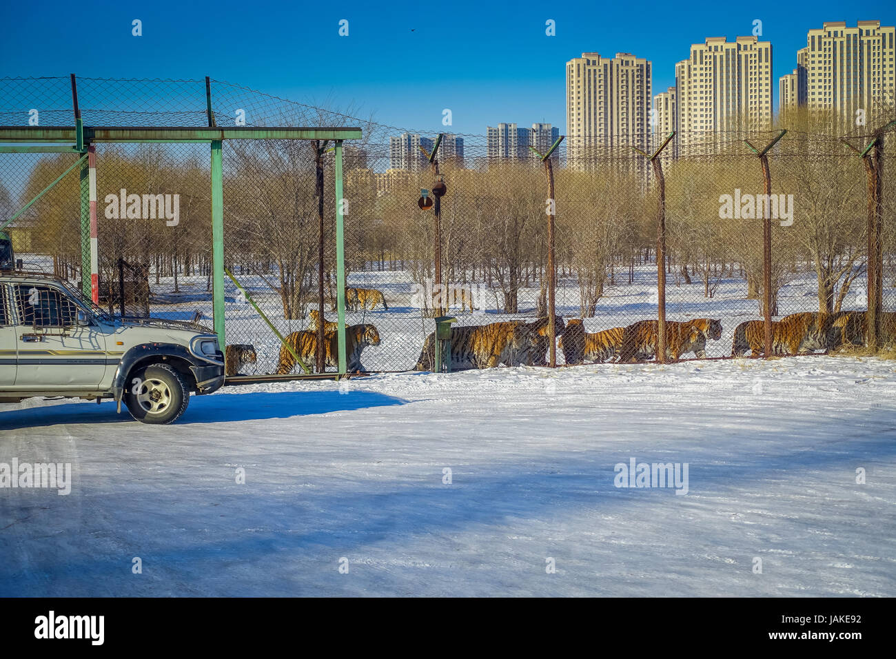 Harbin, China - February 9, 2017: Siberian Tiger Park, the largest ...