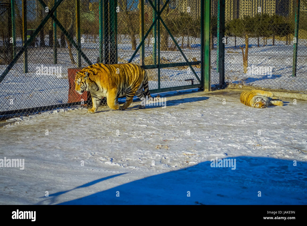 Siberian Tiger Park in Harbin, China Stock Photo - Alamy