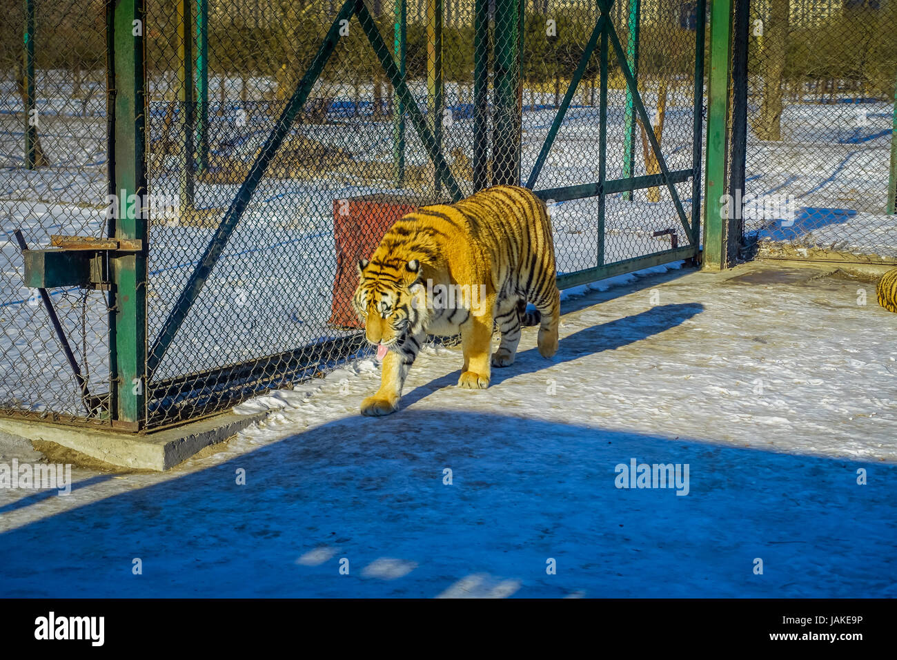Siberian Tiger Park in Harbin, China Stock Photo - Alamy