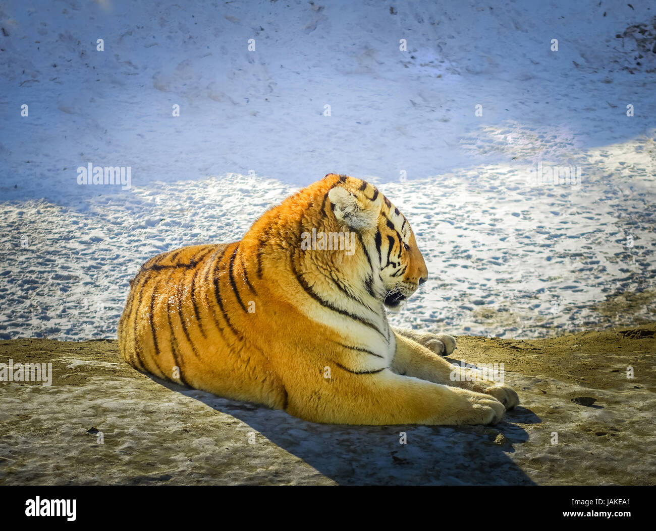 Siberian Tiger Park in Harbin, China Stock Photo - Alamy