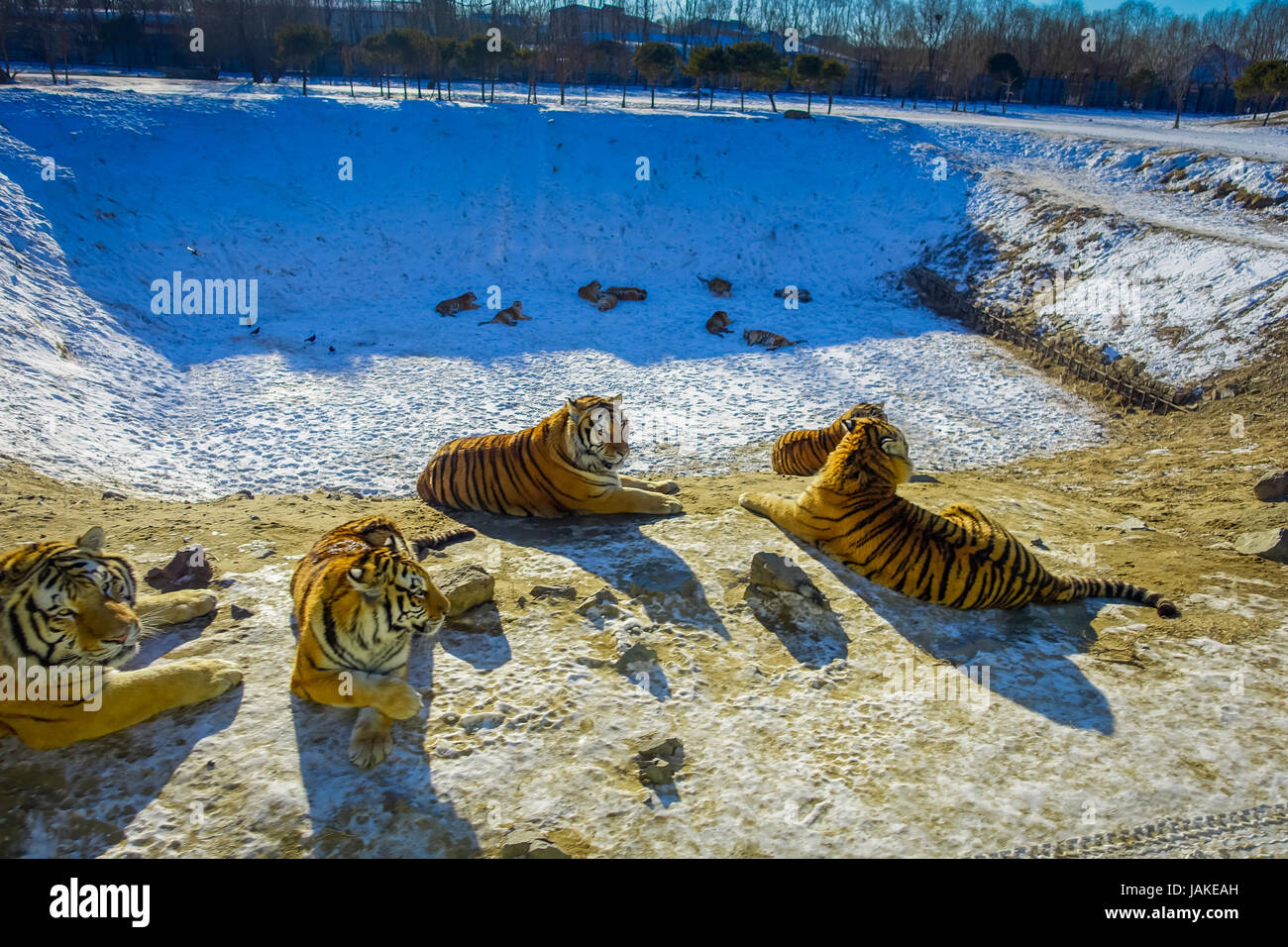 Siberian Tiger Park in Harbin, China Stock Photo - Alamy