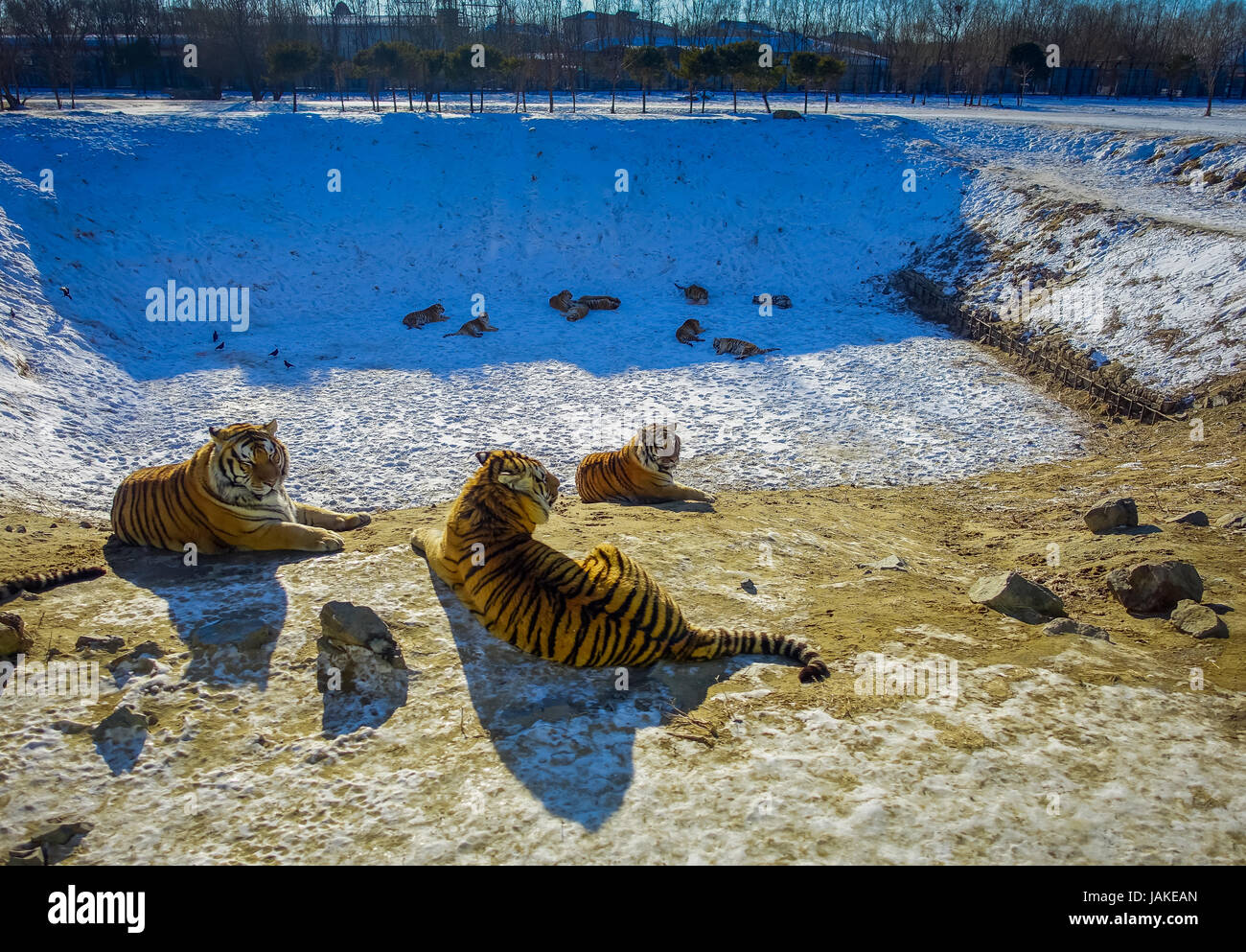 Siberian Tiger Park in Harbin, China Stock Photo - Alamy