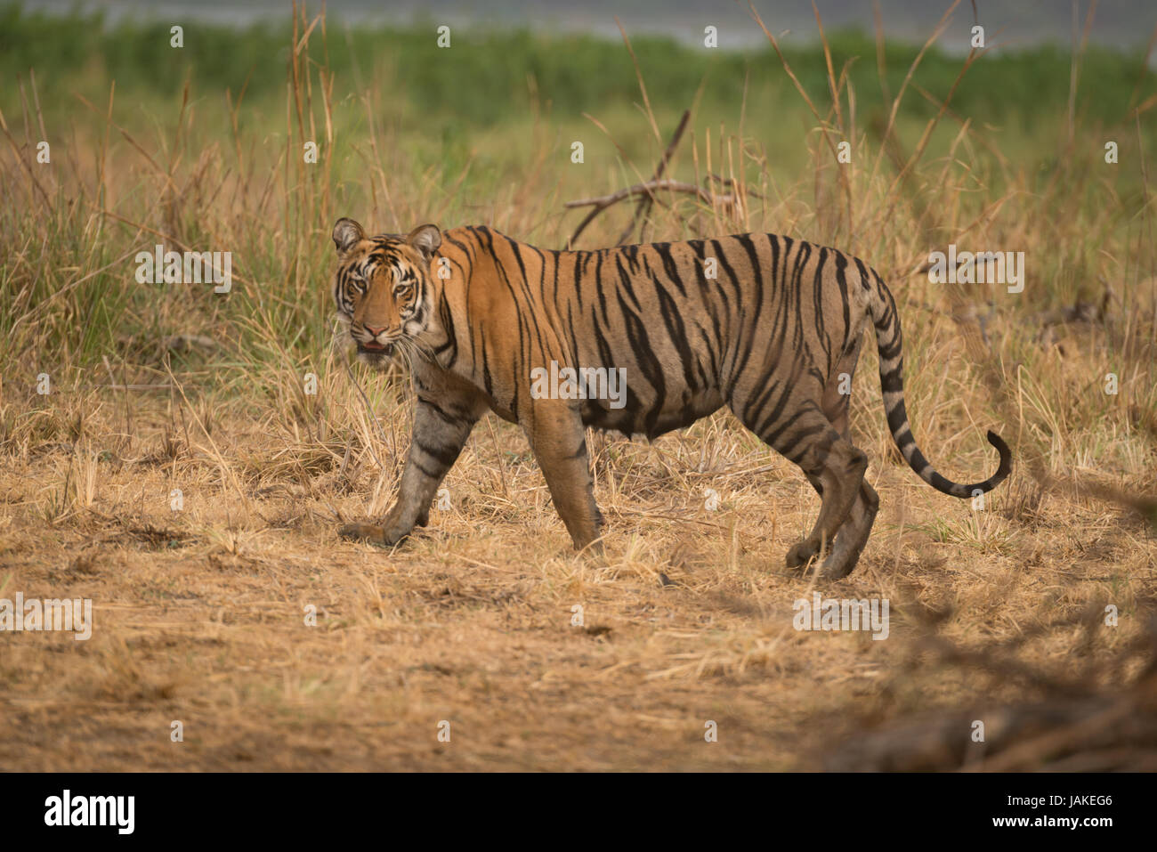 Bengal tiger walks right-to-left with turned head Stock Photo - Alamy