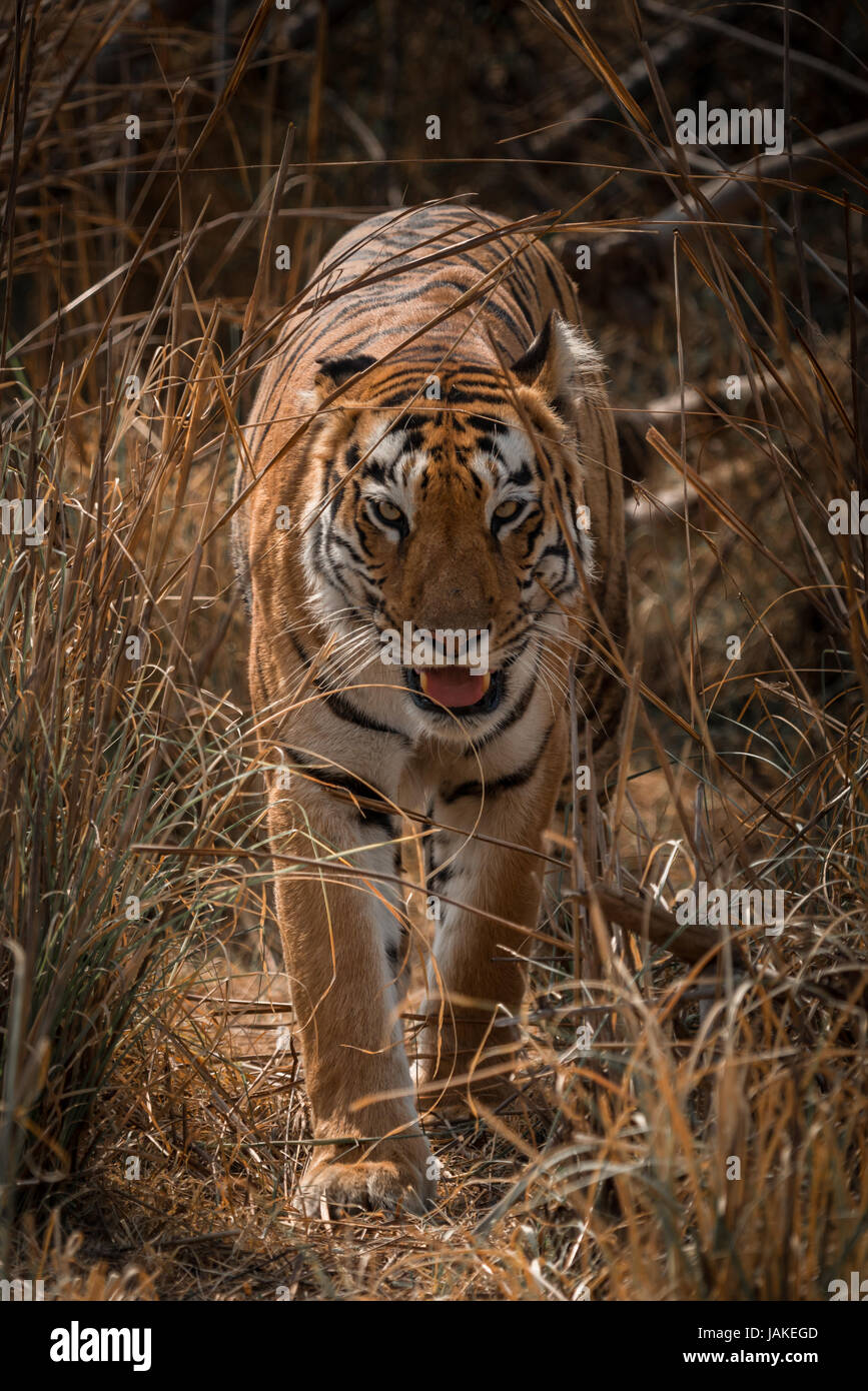 Tiger walking towards camera hi-res stock photography and images - Alamy