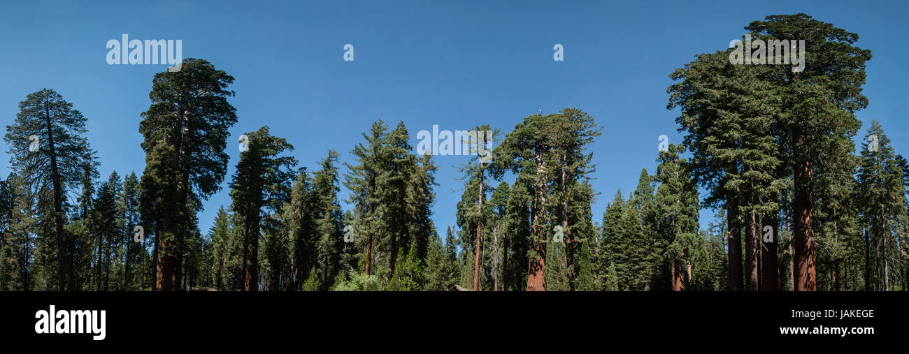 tree panorama in Sequoia national park Stock Photo - Alamy