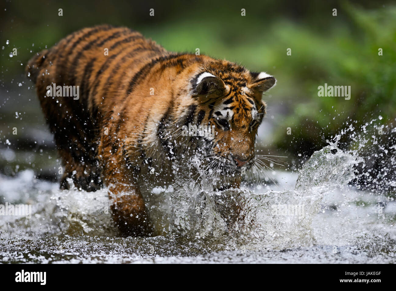 Siberian tiger hunting in the river Stock Photo - Alamy