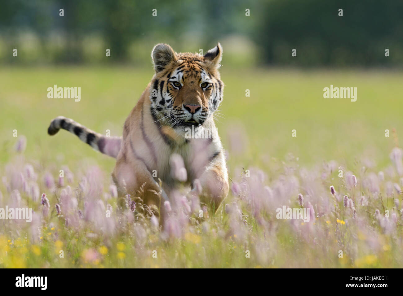 Male Amur Siberian Tiger In Stock Photos & Male Amur Siberian Tiger In ...