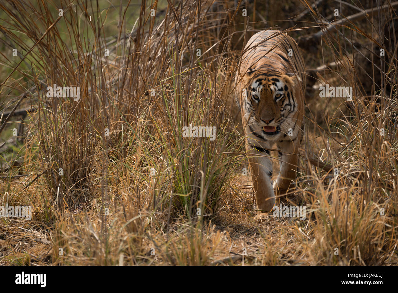 Bengal tiger walks towards camera from bushes Stock Photo - Alamy