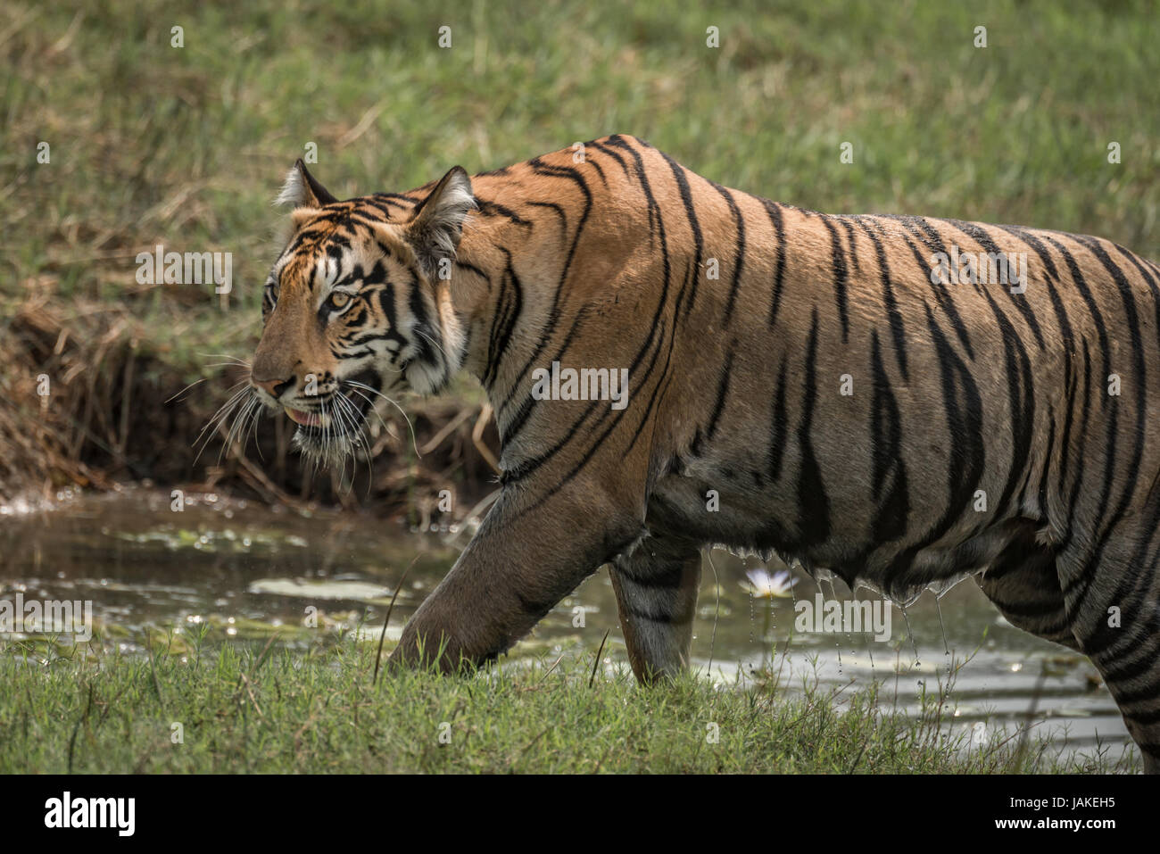 Tiger climbing hi-res stock photography and images - Alamy