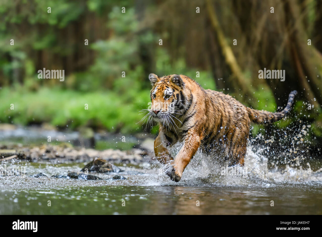 Siberian tiger hunting in the river Stock Photo - Alamy