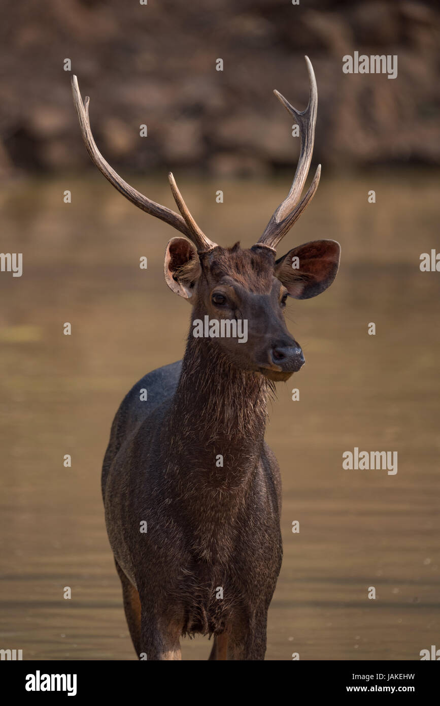 Close-up of male sambar deer in shallows Stock Photo - Alamy