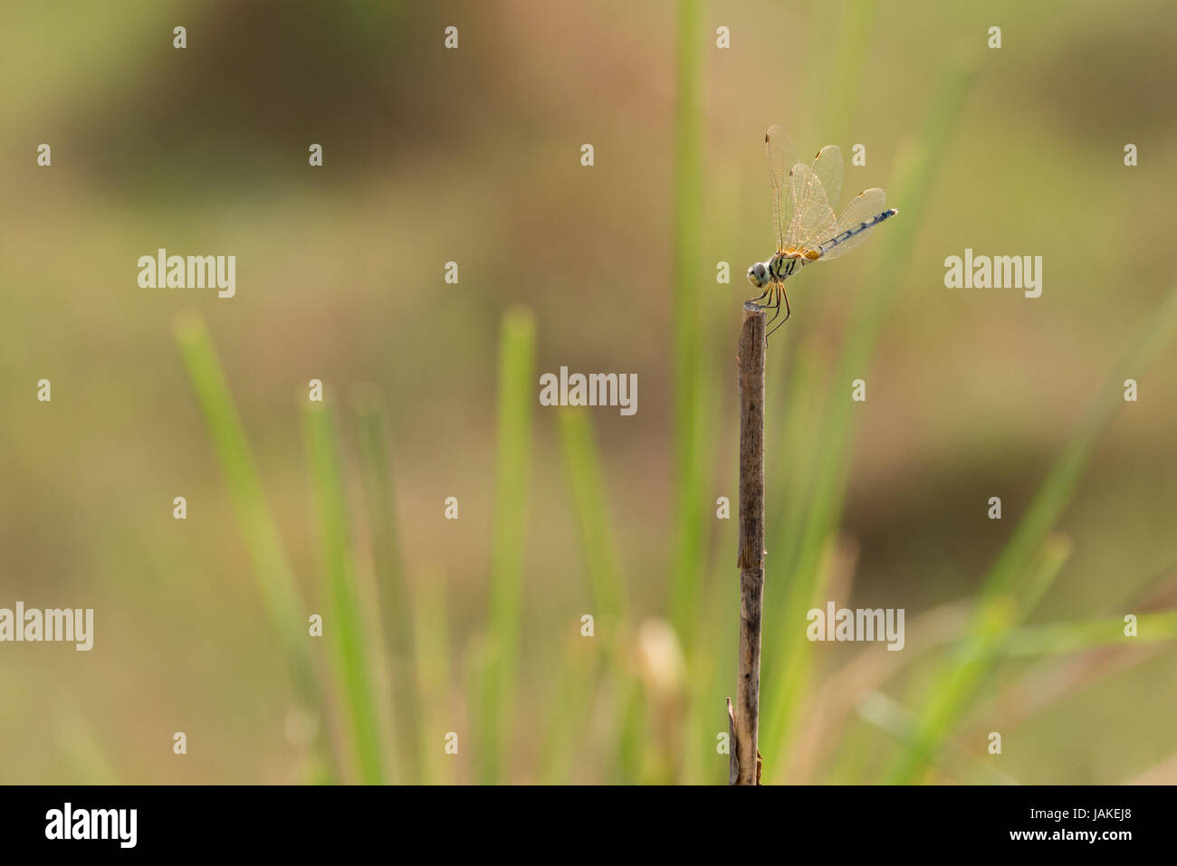 Dragonfly resting on dry stick in sunshine Stock Photo - Alamy