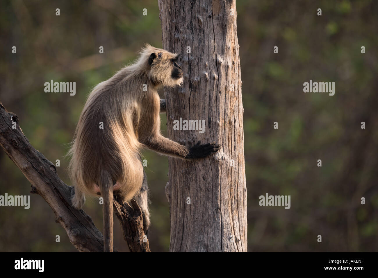Hanuman langur sitting in tree hi-res stock photography and images - Alamy
