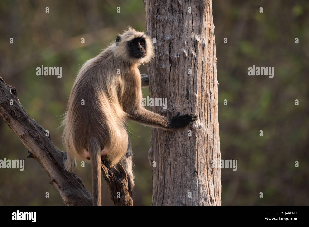 Hanuman langur sitting in tree looking round Stock Photo - Alamy