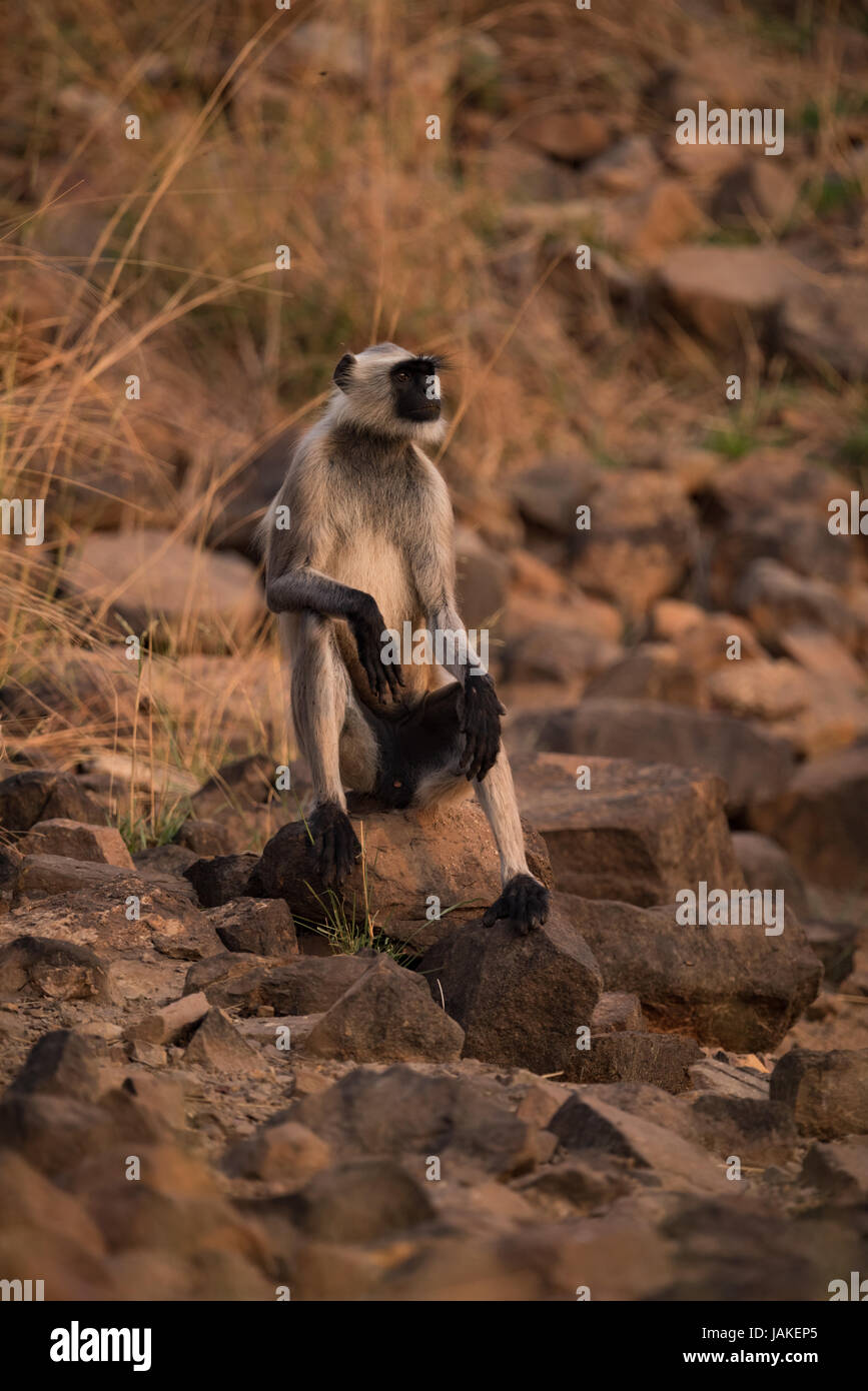 Hanuman langur sitting with arms on knees Stock Photo - Alamy