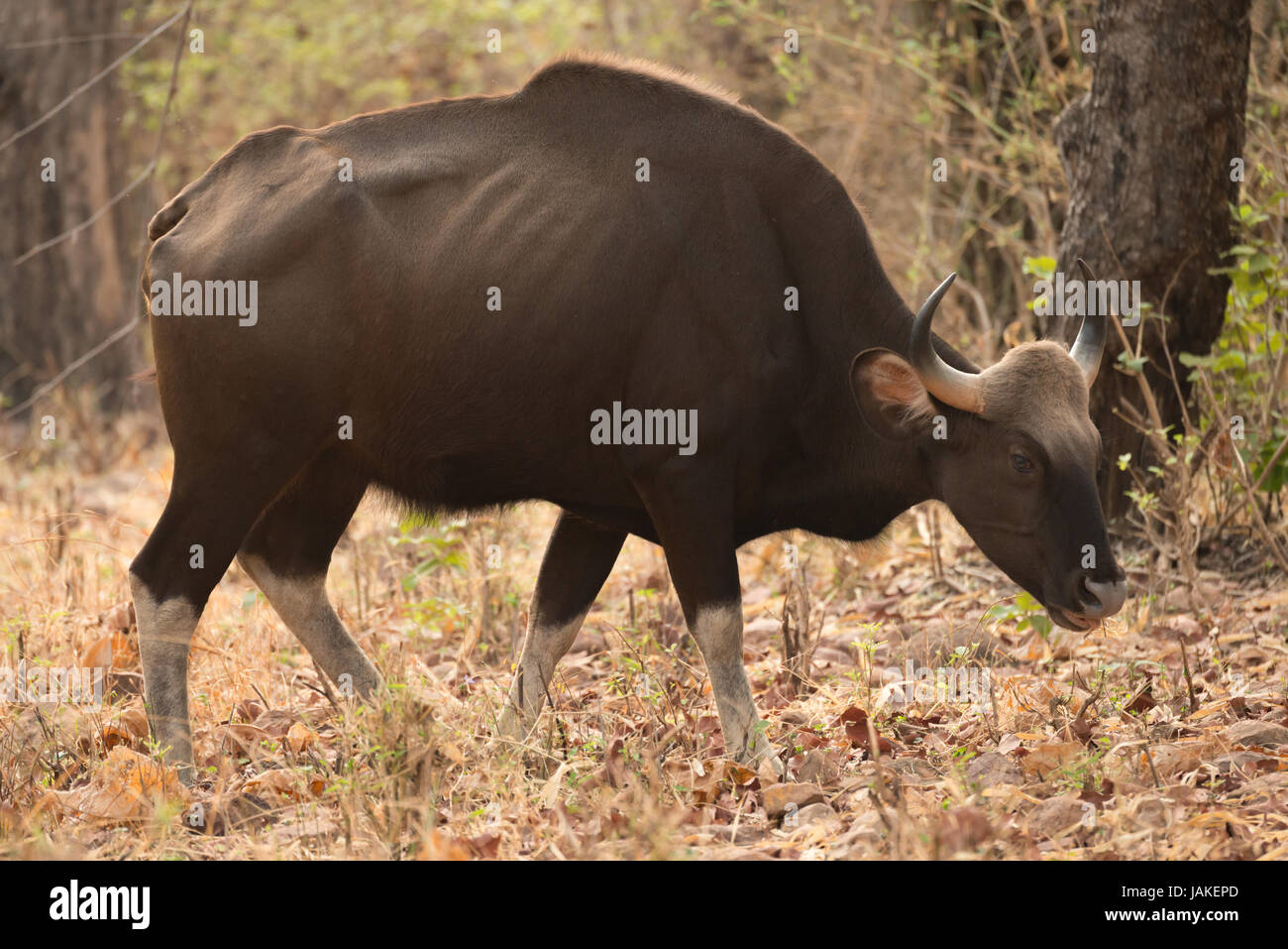 Indian gaur hi-res stock photography and images - Alamy