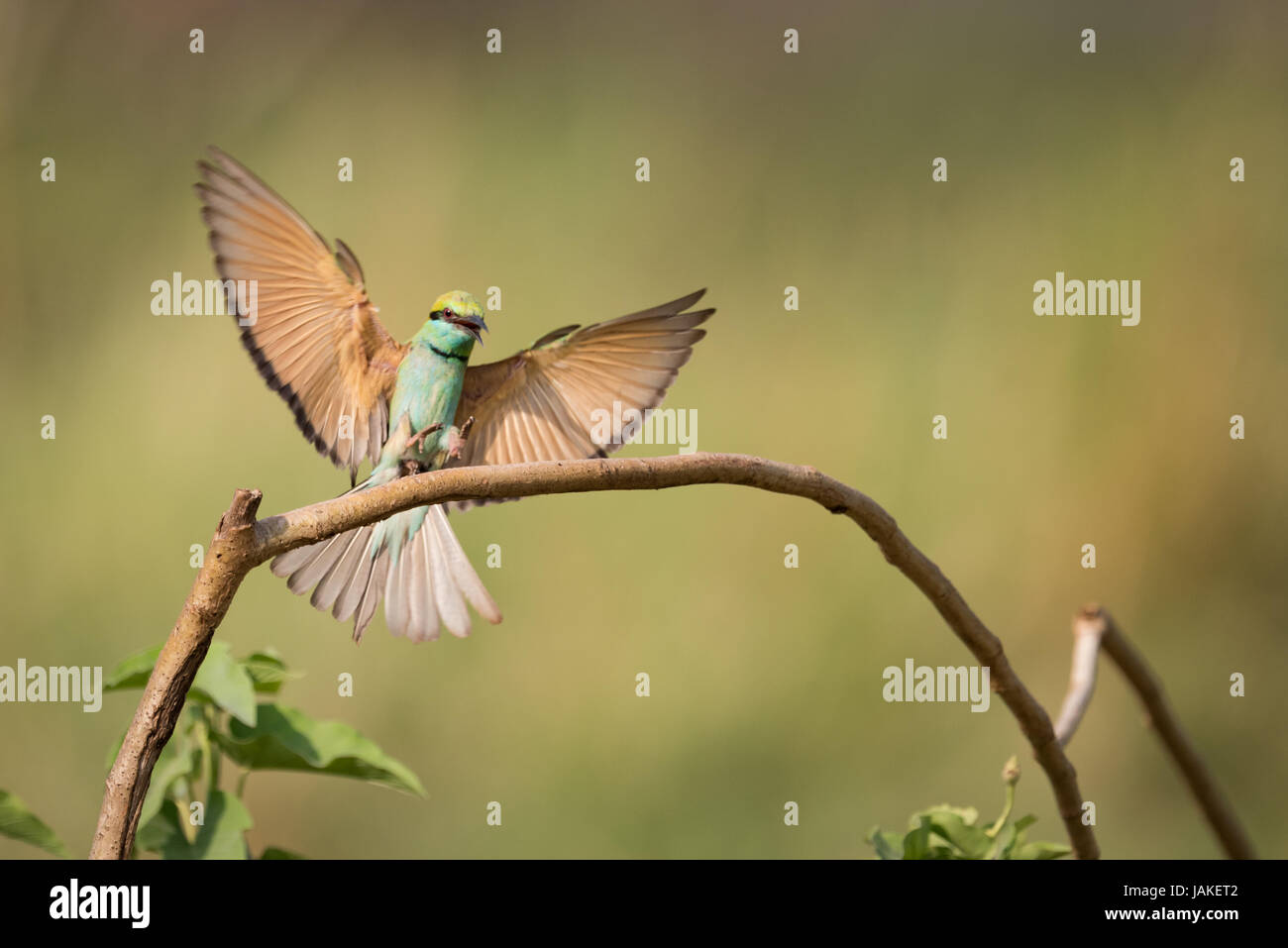 Male bee-eater stretches wings wide to land Stock Photo - Alamy