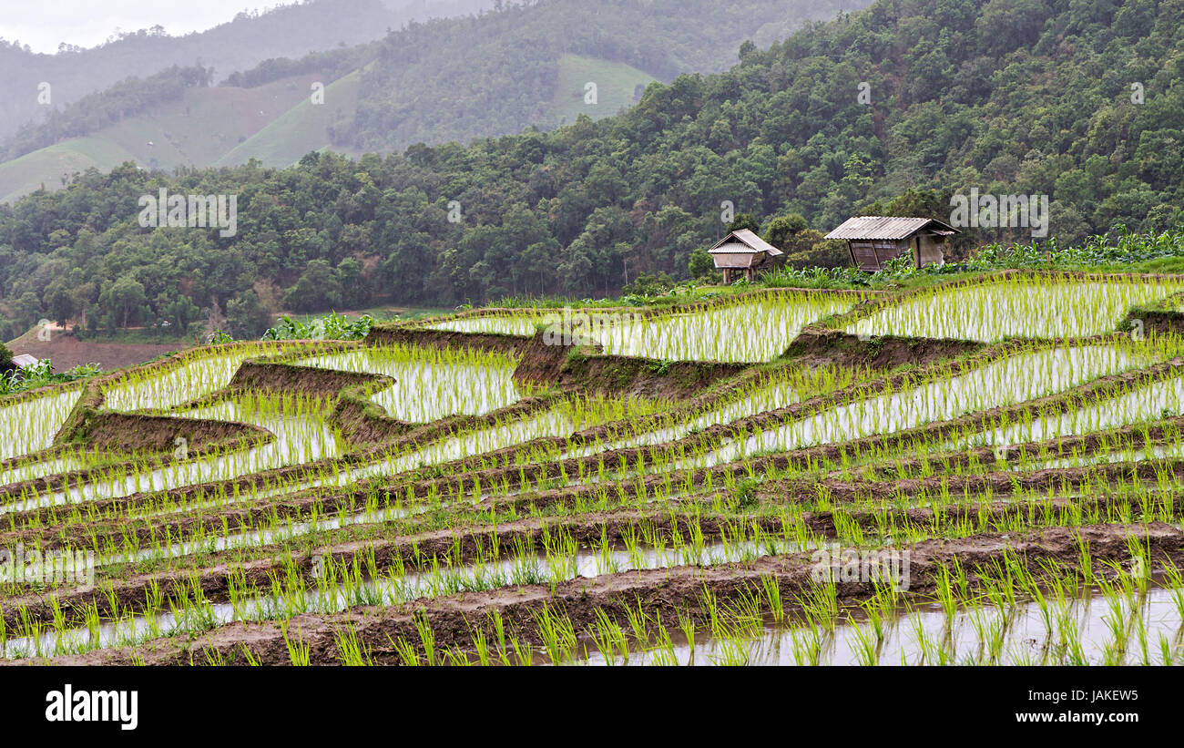 Rice seedling on terrace rice fields in Chiang mai, Thailand Stock ...