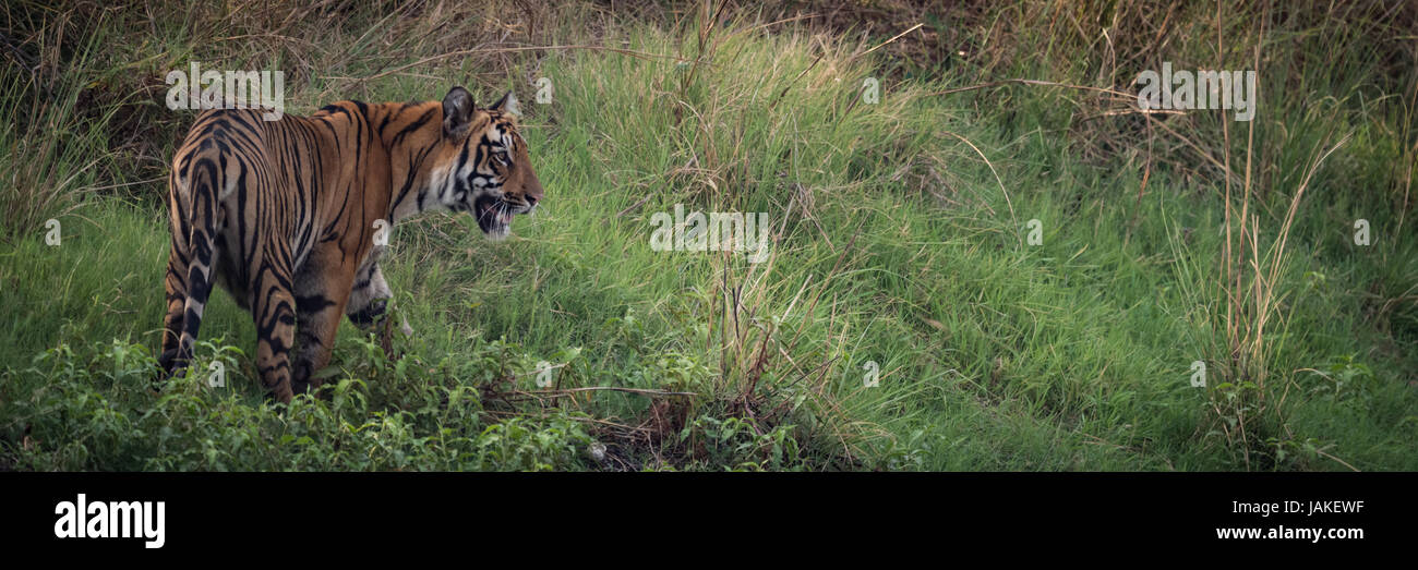 Panorama of Bengal tiger on grassy hill Stock Photo - Alamy