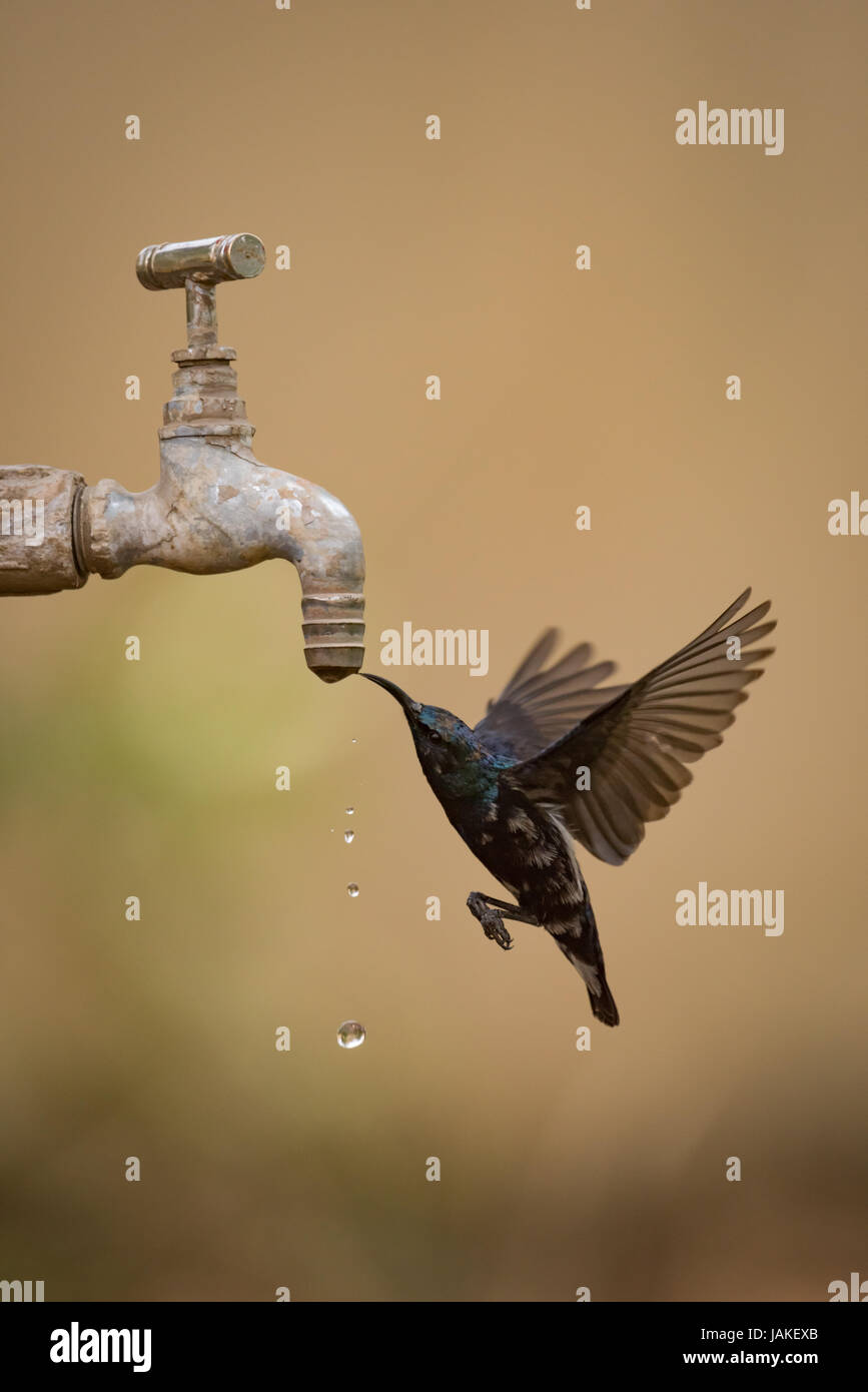 Purple sunbird drinks from dripping garden tap Stock Photo - Alamy