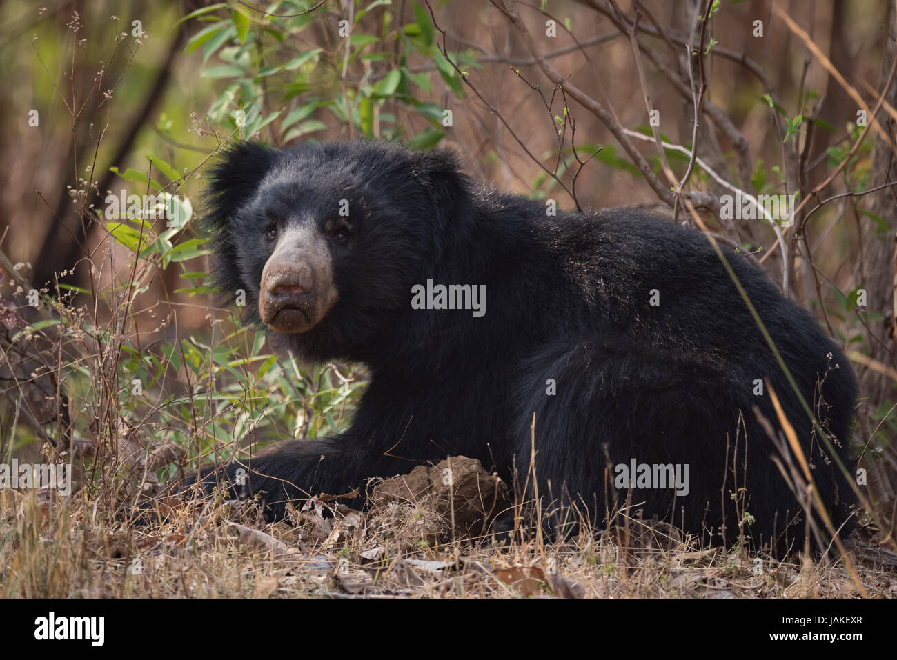 Sloth bear lying in bushes lifts head Stock Photo - Alamy