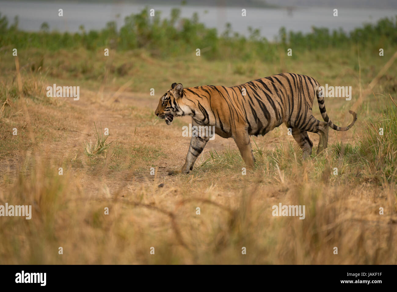 Tiger walking in sunshine hi-res stock photography and images - Alamy