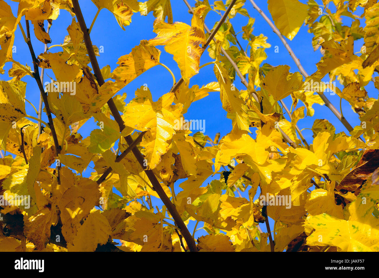 a sharp very yellow tree in autumn on a bottom of blue sky Stock Photo ...