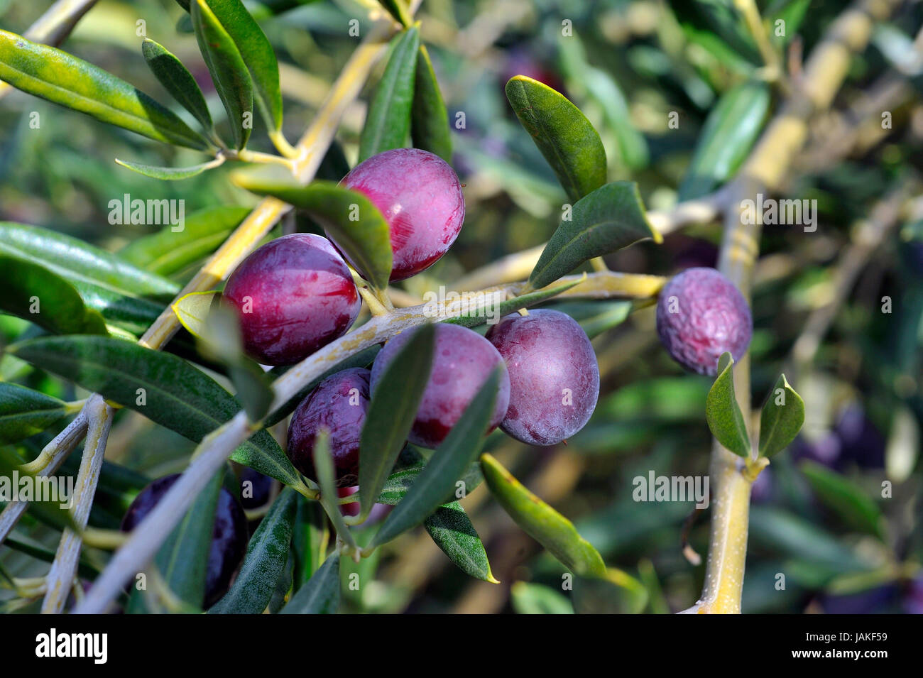 Olives on the tree, the olive-tree which produces its fruits which one ...