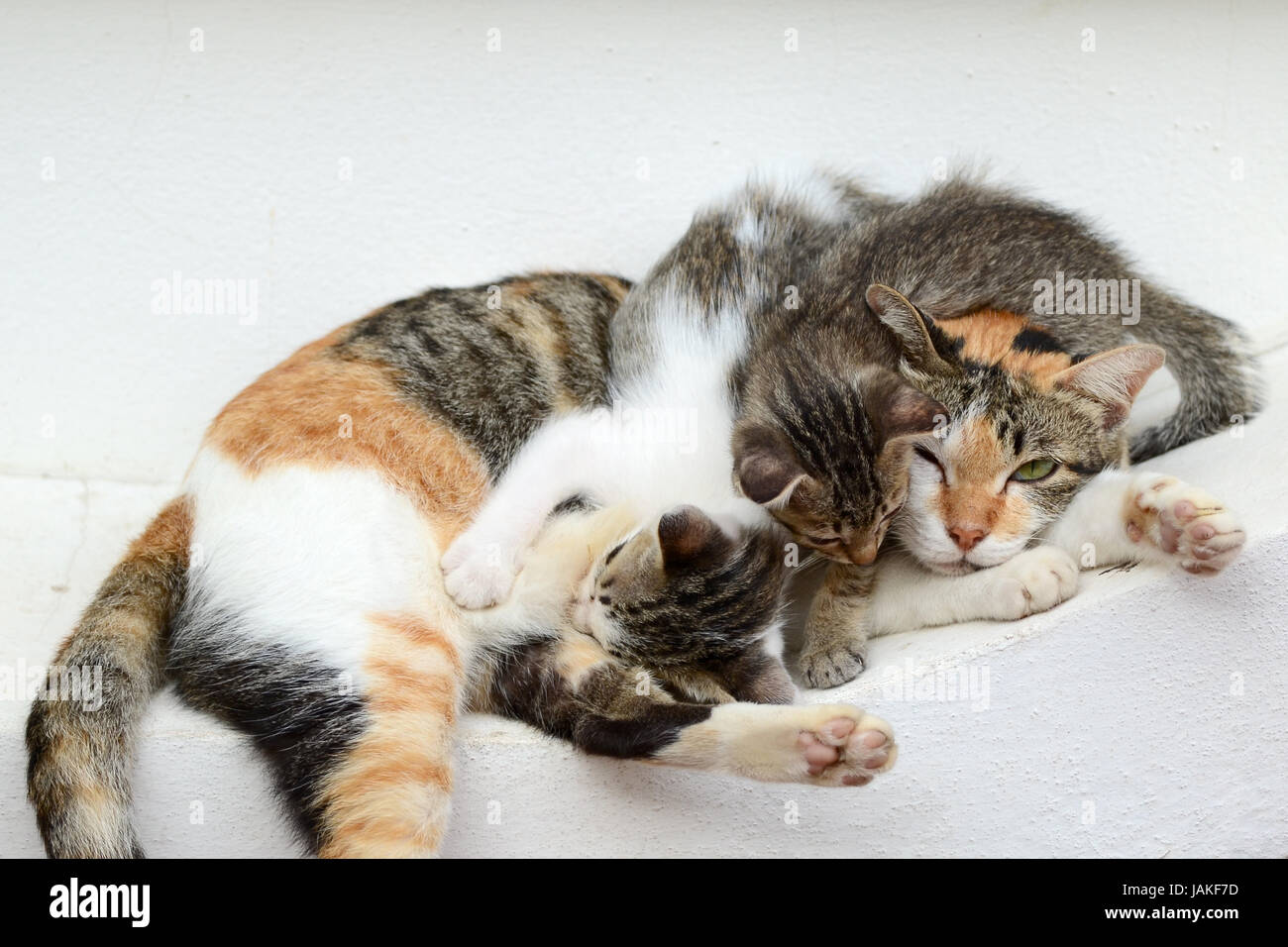 kitten drinking milk Stock Photo - Alamy