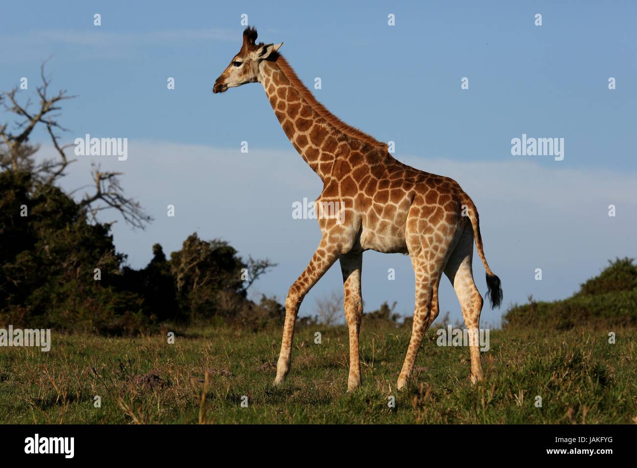 Tall giraffe walking through the African bush Stock Photo - Alamy