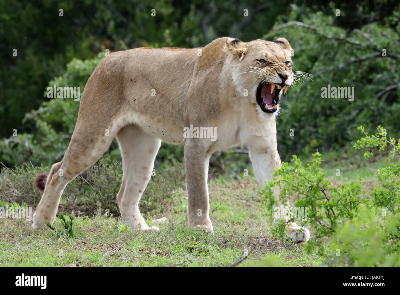 Snarling female african lion panthera leo hi-res stock photography and ...