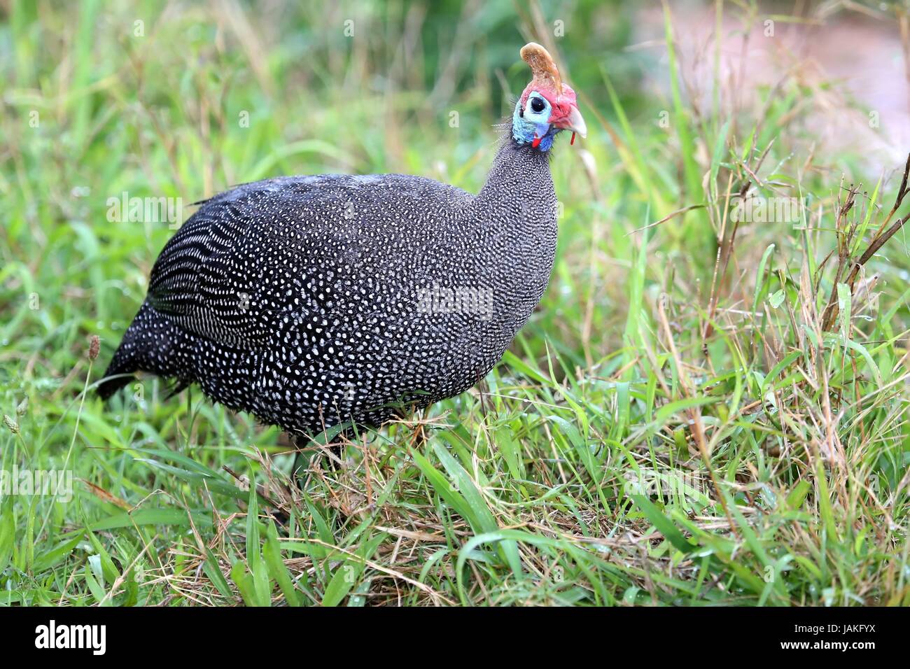 Beautiful Guinea Fowl Bird or Helmeted Guinea fowl with white spotted ...