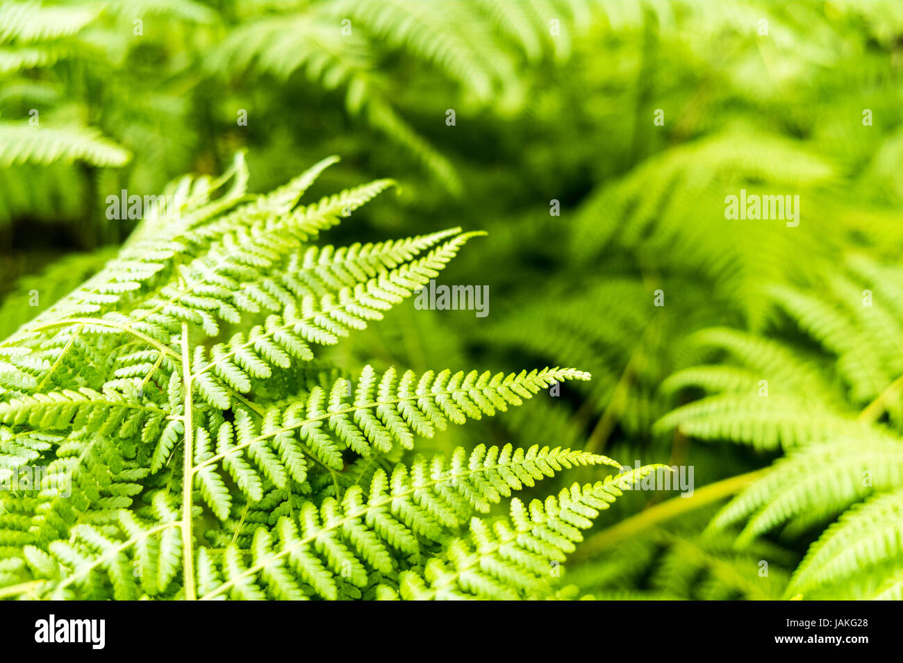 Green plant background pattern Stock Photo - Alamy